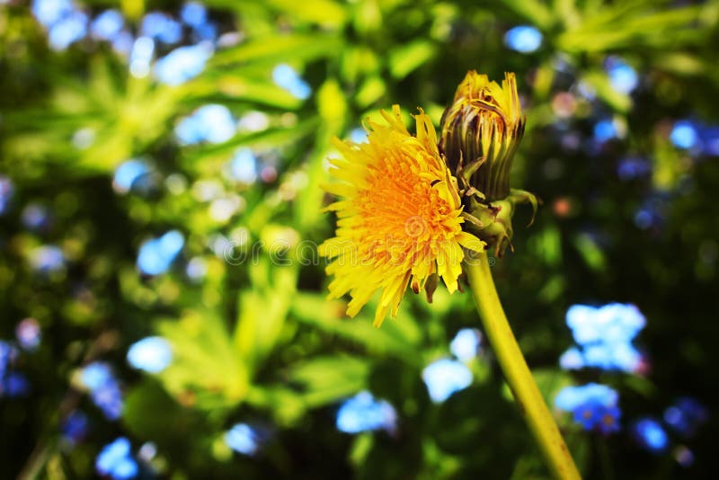 Mutant Dandelion in the Spring Stock Image - Image of mutant, together ...