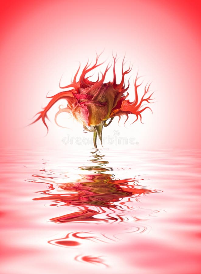 Mutant rose bud stock illustration. Illustration of dead - 2145163