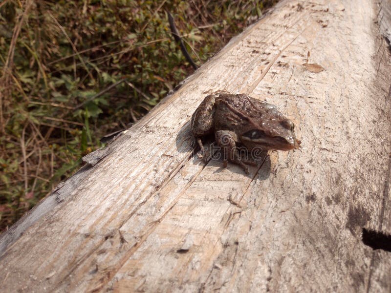 Mutant Frog stock photo. Image of insect, plant, soil - 220866040