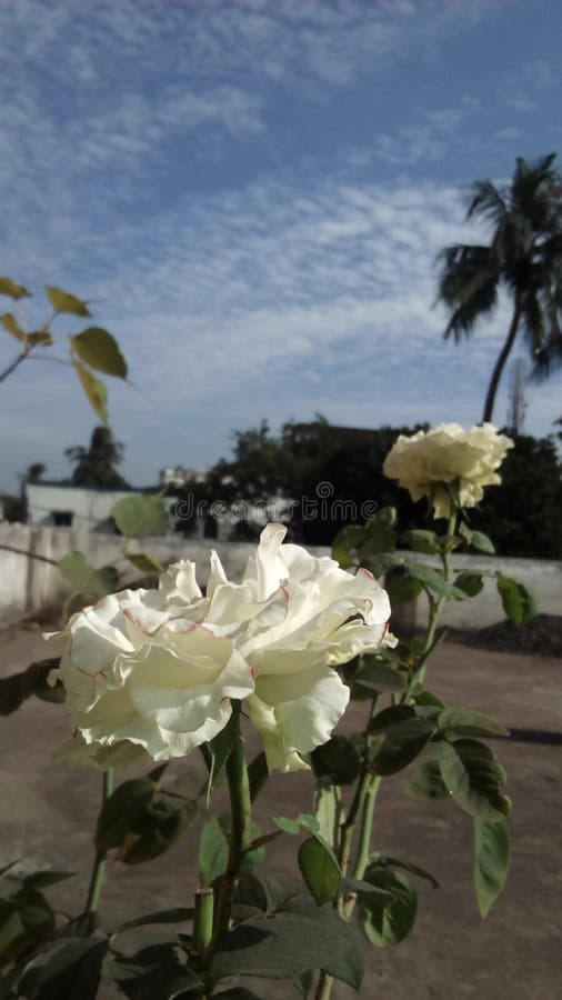 Mutant Red Rose Species in India . Many Flowers from One Bud Stock ...