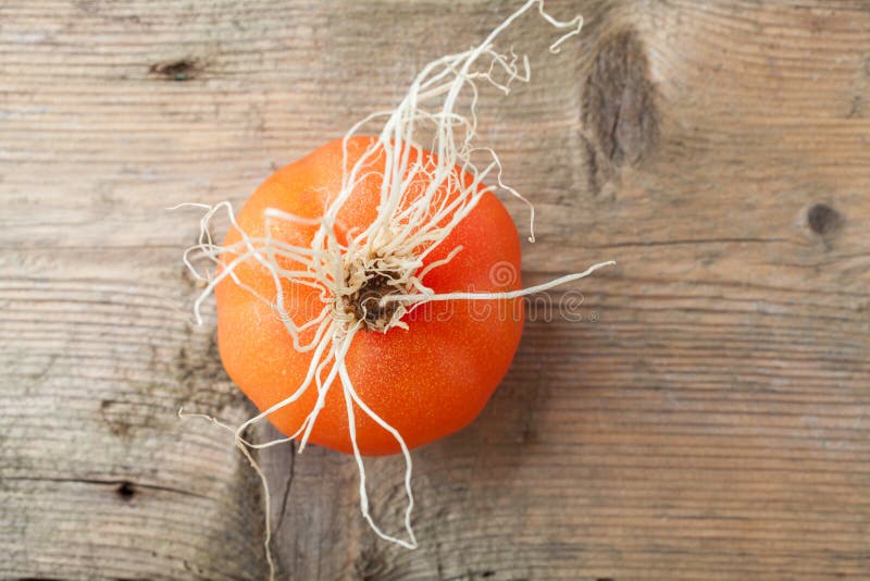 Mutant tomato stock image. Image of tomato, close, modification - 41762335