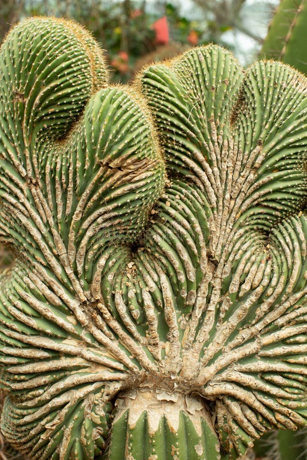 Mutated Crest Growing on the Trunk of a Cactus Stock Image - Image of ...