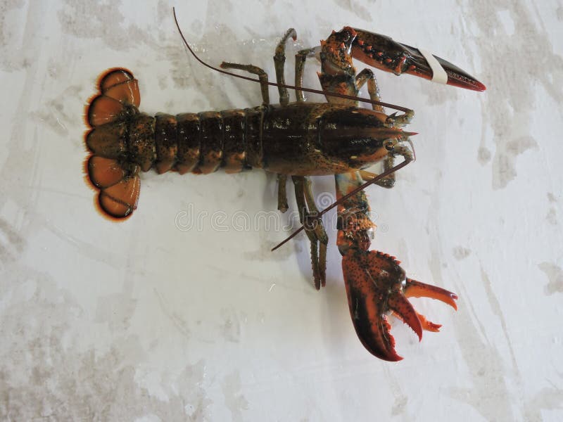 Mutated Lobster Stock Photos - Free & Royalty-Free Stock Photos from ...