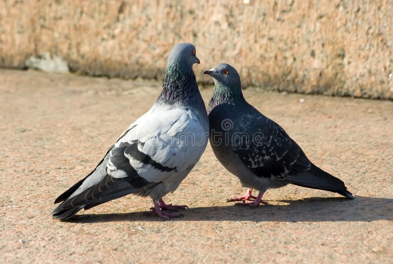 Mute dialogue stock image. Image of flying, winged, birds - 1669719