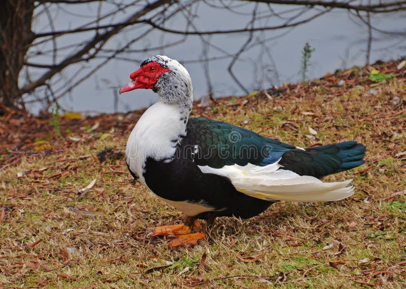 Mute duck portrait stock photo. Image of plumes, marsh - 22909688