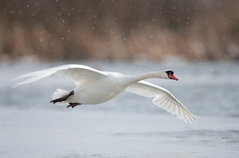 Mute swan stock image. Image of lake, mute, animal, pond - 18354167