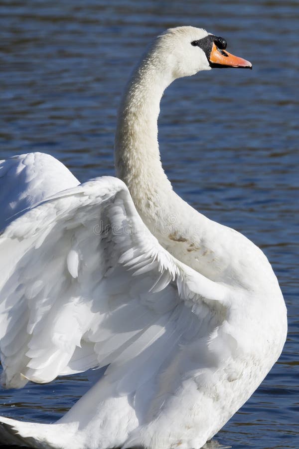 Mute Swan stock image. Image of water, beautiful, mute - 22976295