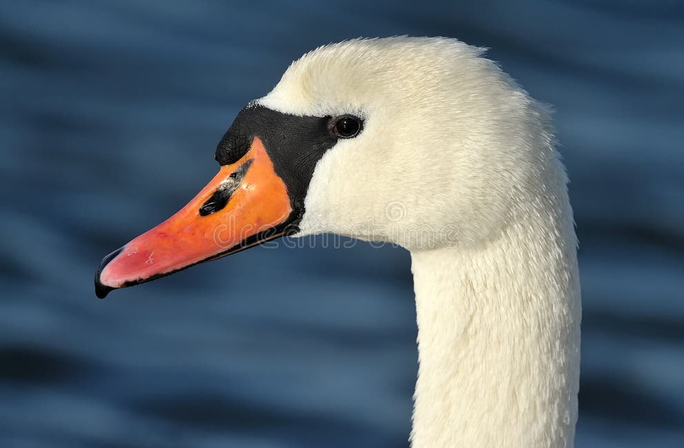 Mute swan stock image. Image of bill, mute, portrait - 23720193
