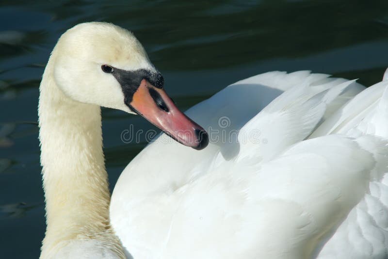 Mute Swan stock image. Image of close, whiteness, beak - 26986169