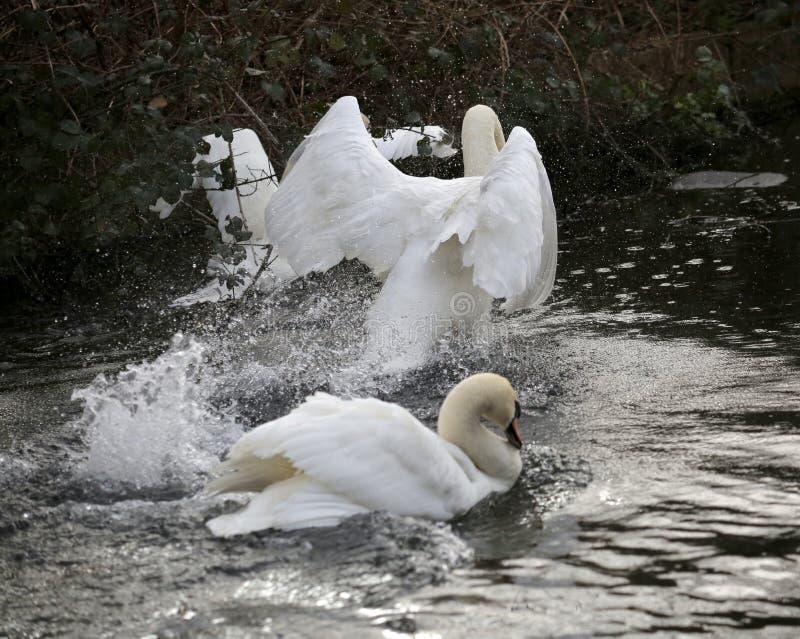Mute Swan Attacking Another Swn in a River Stock Image - Image of ...