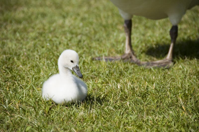 Mute Swan baby stock photo. Image of animal, swan, wild - 20038340