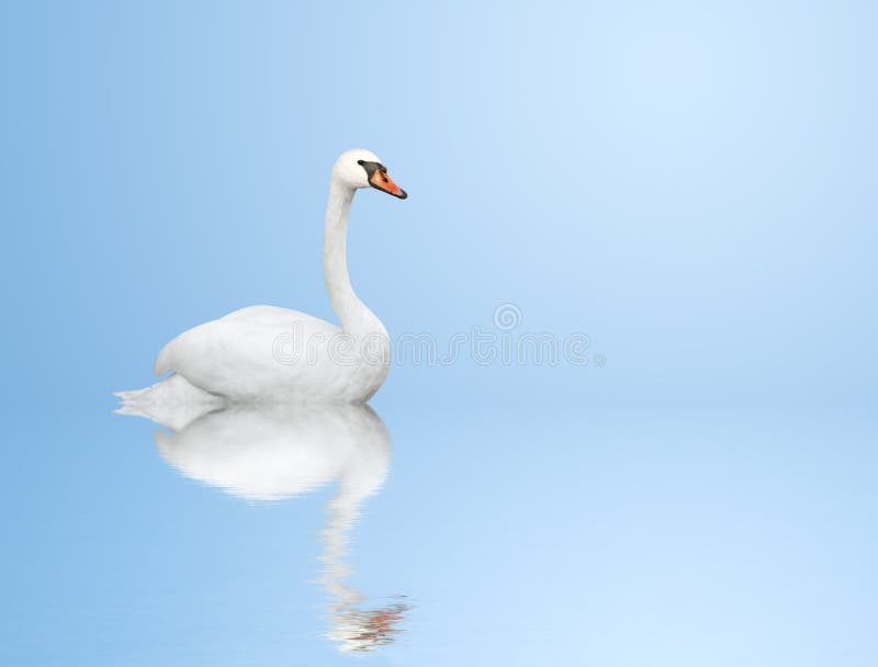 Magic swan stock photo. Image of white, stars, dreamy - 24039120
