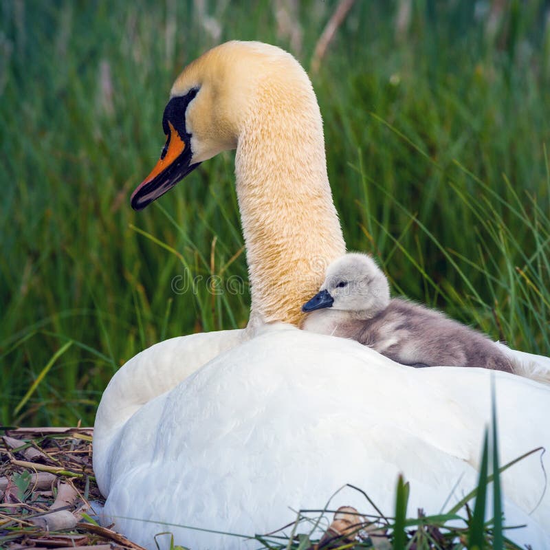 Young Mute Swan Chick stock image. Image of nature, eyes - 38150915