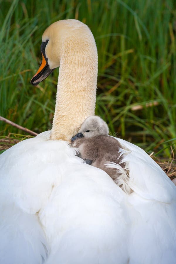 Mute Swan with chick stock image. Image of pond, beautiful - 174688307