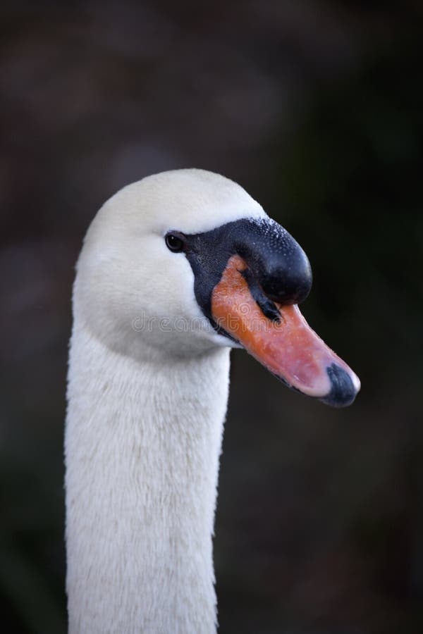 Mute Swan closeup stock image. Image of closeup, love - 13362315