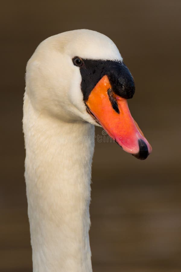 Mute swan - Cygnus olor stock image. Image of animals - 51756719