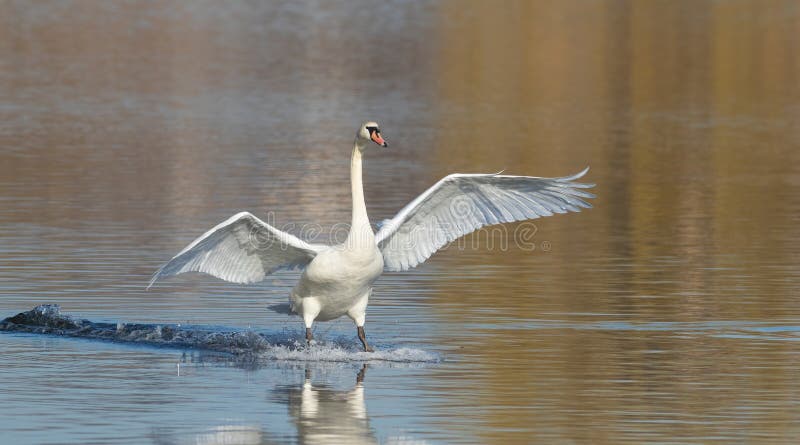 Mute Swan, Cygnus Olor. a Bird Makes a Landing on the Surface of the ...