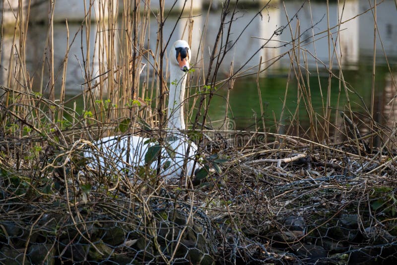 Mute Swan, Cygnus Olor, Brooding in the Nest, Hatching Eggs Stock Photo ... Mute Swan, Cygnus Olor, Brooding in the Nest, Hatching Eggs Stock Photo ...