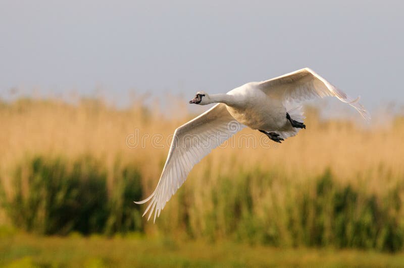 Mute Swan, Cygnus Olor, Single Bird in Flight Stock Image - Image of ...