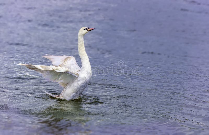 Mute Swan Cygnus Olor Spreading Wings Wide Open and Landing on the Lake ... Mute Swan Cygnus Olor Spreading Wings Wide Open and Landing on the Lake ...