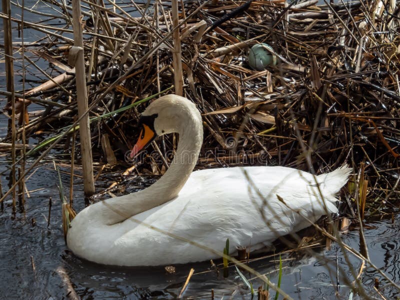 The Mute Swan Cygnus Olor Swimming In A Pond Next To Its Nest With