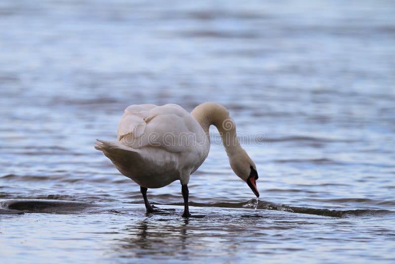 Mute swan drinking stock image. Image of head, bird, feral - 32452941