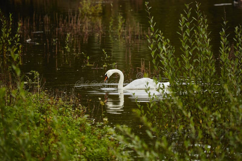 Mute Swan stock photo. Image of mute, animal, beauty - 161967792