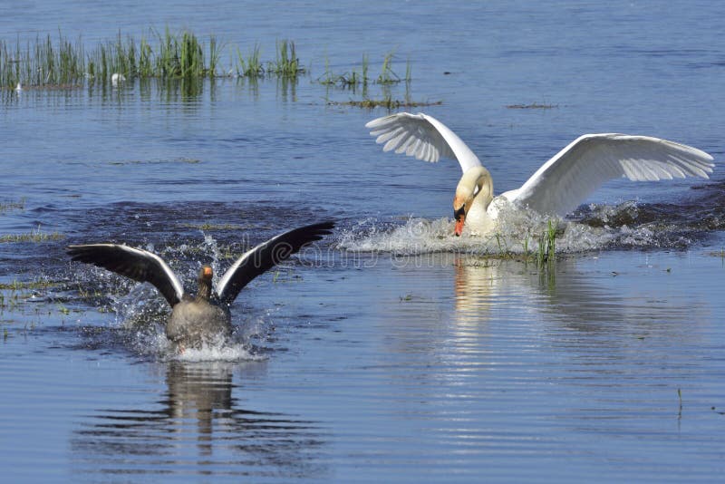 Swan Fight stock image. Image of bird, nest, mating, birds - 46721695