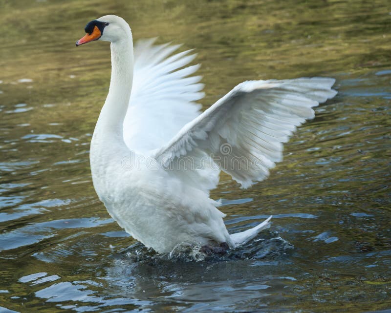 Mute Swan Flapping Its Wings Stock Image - Image of fauna, nature ...