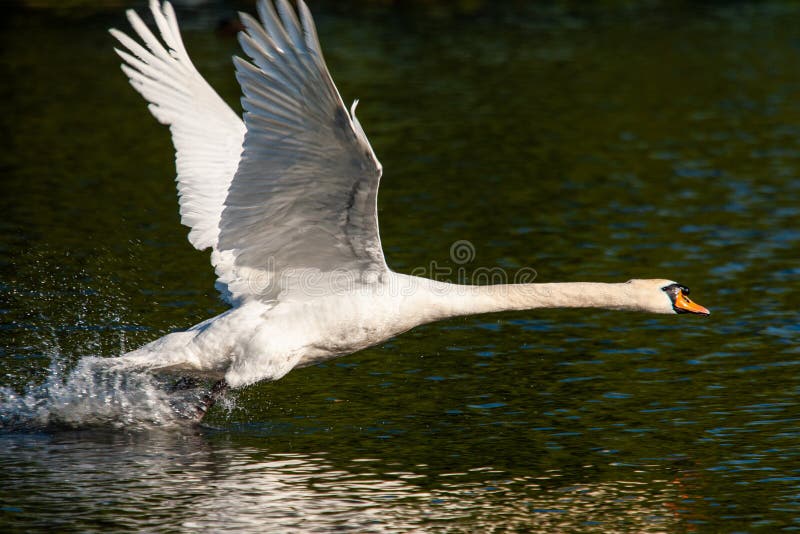 Swan flapping its wings stock image. Image of spray, mute - 13441763