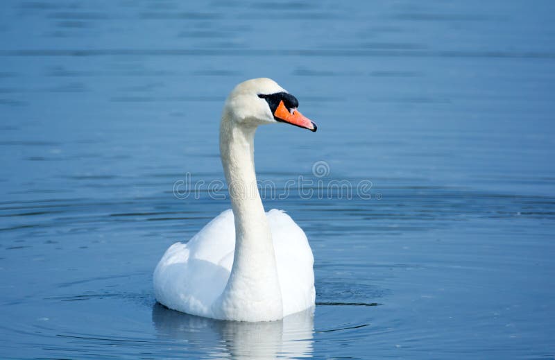 Mute Swan - Front View Pose Stock Photo - Image of pond, white: 35367696