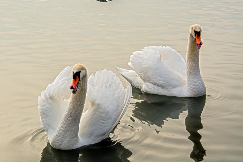 Mute Swan in the Lake Balaton in December Stock Photo - Image of bird ...