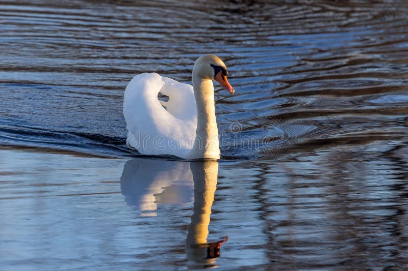 Mute Swan in the Lake with Reflection Stock Photo - Image of beautiful ...