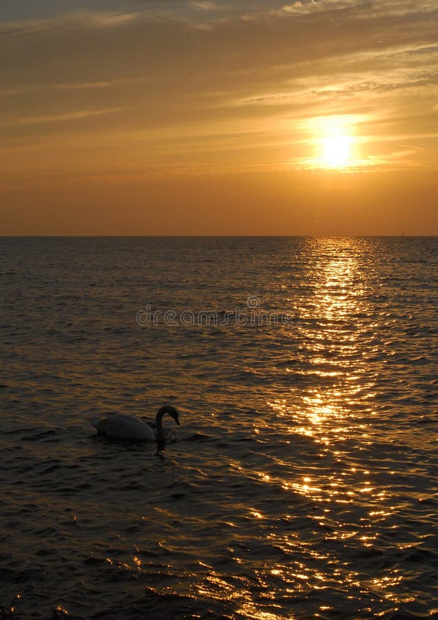 Sunset swan stock image. Image of nida, mute, lake, nature - 99178485