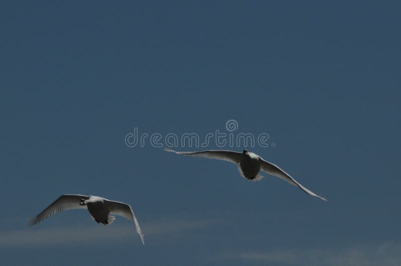 Mute Swan. Large White Water Bird Stock Photo - Image of mute, water ...
