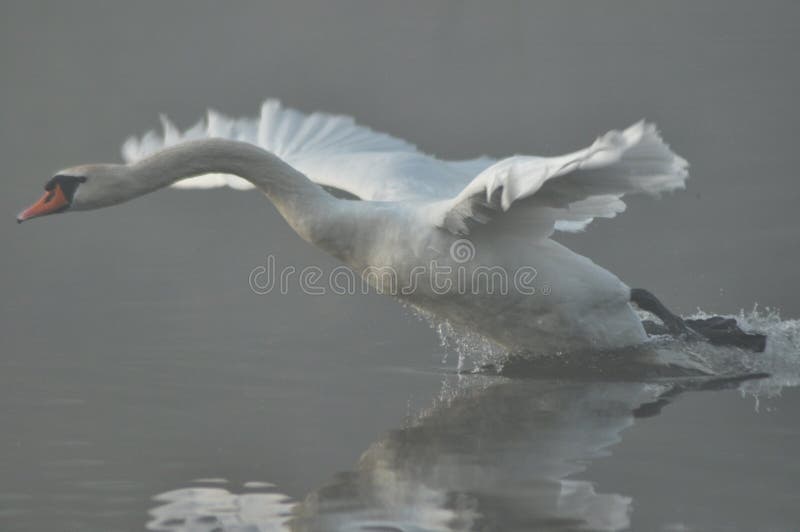 Mute Swan. Large White Water Bird Stock Photo - Image of taking, bird ...