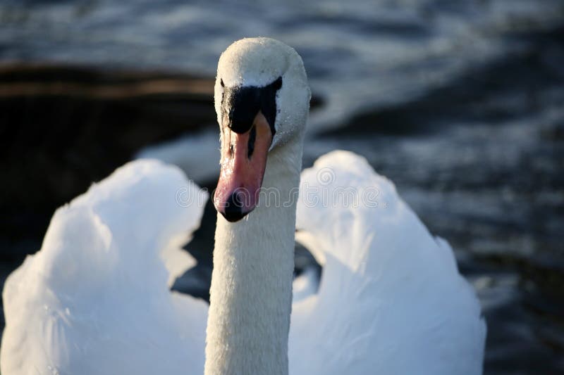 Mute Swan Looking at the Camera Stock Image - Image of muteswan ...
