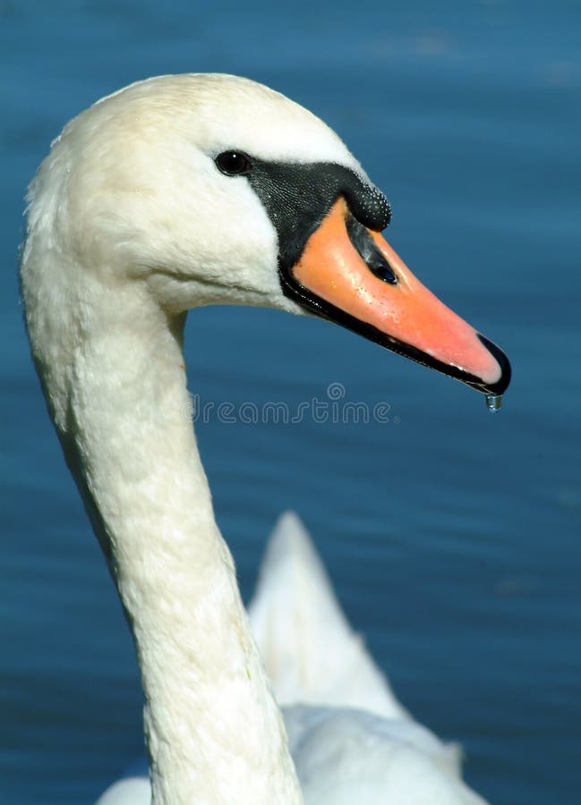 Mute Swan 2 stock photo. Image of creature, swan, cygnus - 98857372