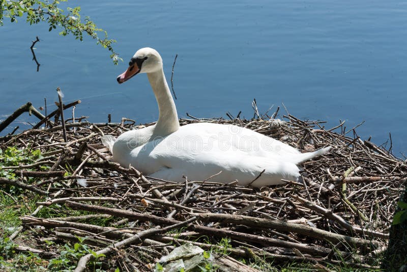 Mute swan nest with 7 eggs stock image. Image of birding - 119019621 Mute swan nest with 7 eggs stock image. Image of birding - 119019621