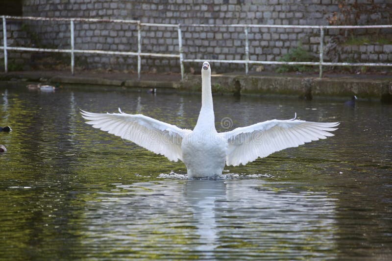 Mute swan with open wings stock image. Image of ducks - 292553373 Mute swan with open wings stock image. Image of ducks - 292553373