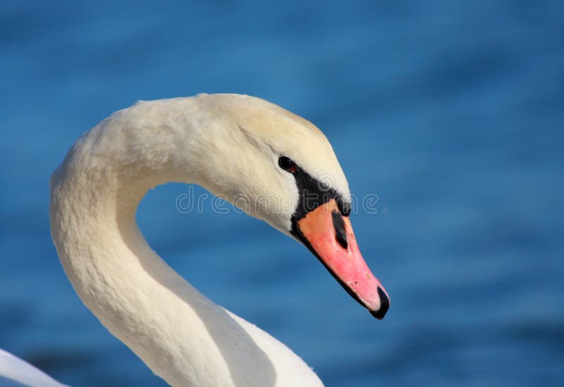 Mute swan portrait stock photo. Image of cute, beck, beauty - 16774618