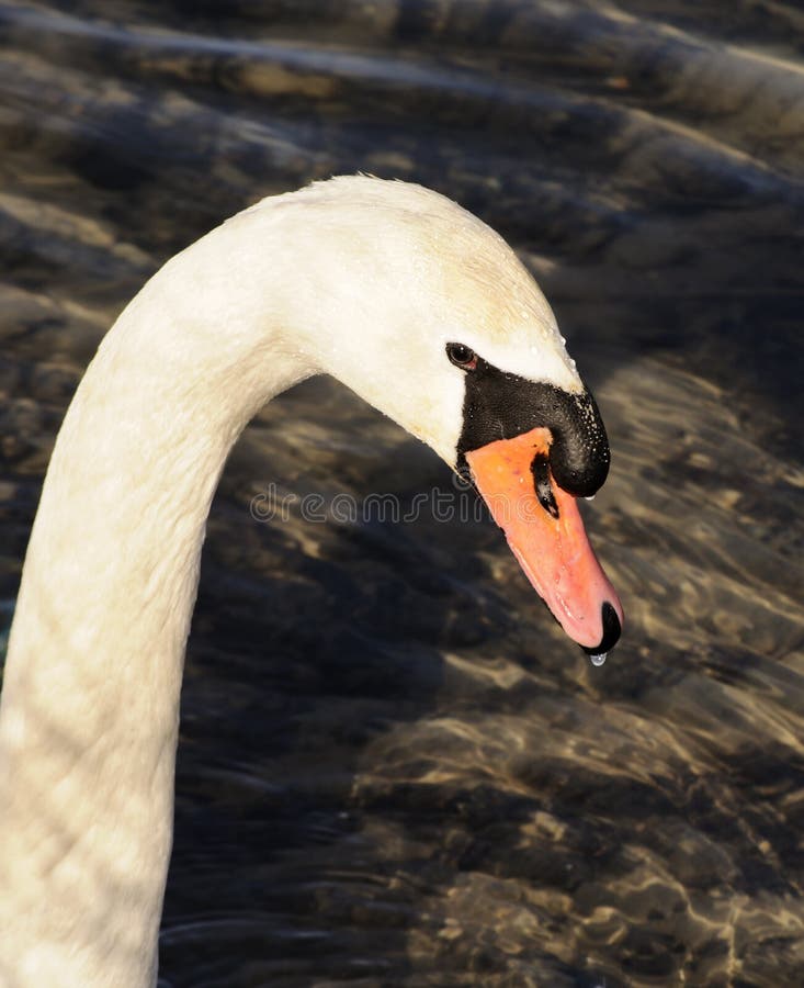 Mute swan stock photo. Image of animal, color, water - 33392170