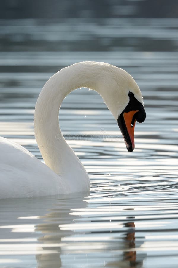 Swan in profile stock image. Image of wild, feathers - 26271235