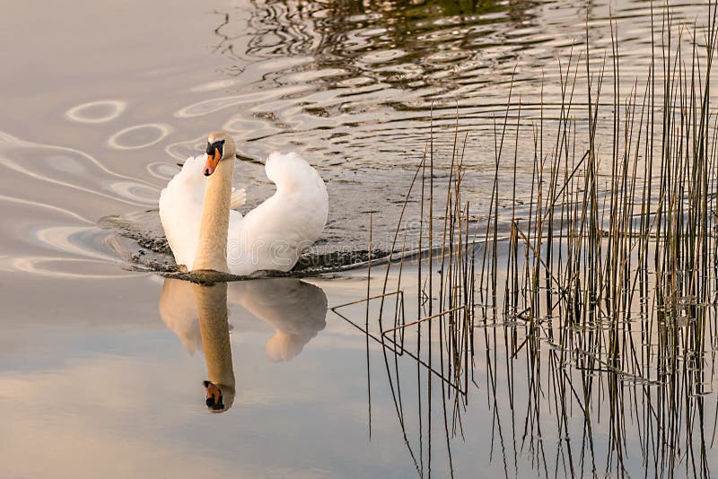 Swan Reflection Warm Evening Light Stock Image - Image of swan ...