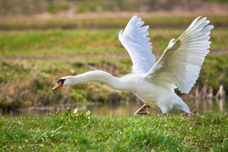 Swan Running on Ice, Taking Off To the Sky Stock Photo - Image of ...