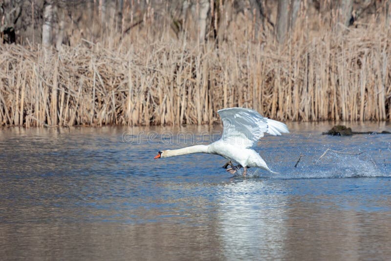 A Mute Swan Runs Across Water Stock Photo - Image of fauna, duck: 265443090