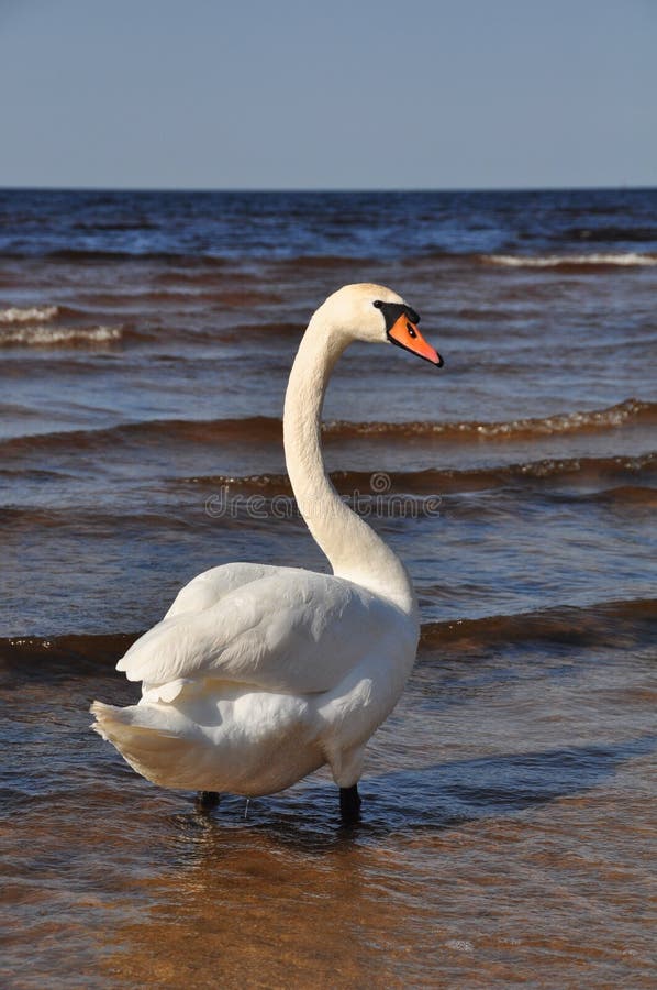 Mute Swan at sea stock image. Image of reflection, swimming - 23657781