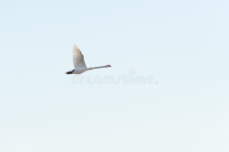Mute Swan Side View Wings High Stock Image - Image of egypt, fairhaven ...