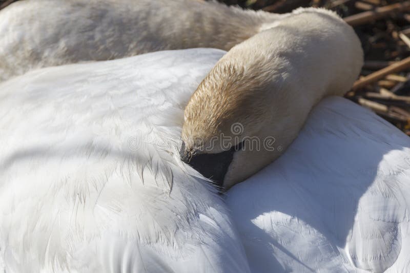 Mute Swan sleeping stock photo. Image of feathers, outdoors - 30469332
