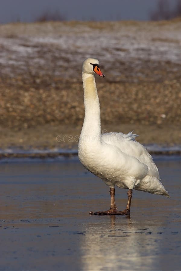 Mute Swan Standing on Ice 3. Stock Image - Image of glazed, stand: 657545